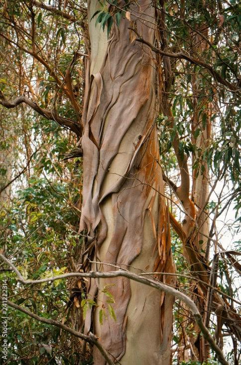 eucalyptus tree bark uses